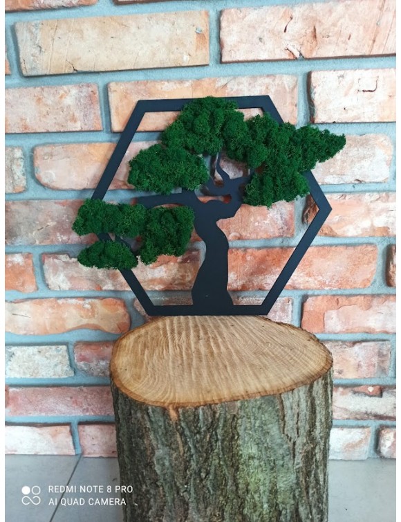Drzewko z mchem, bonsai