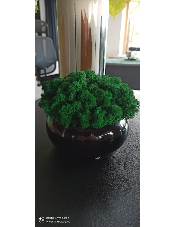 Misa, doniczka z chrobotkiem