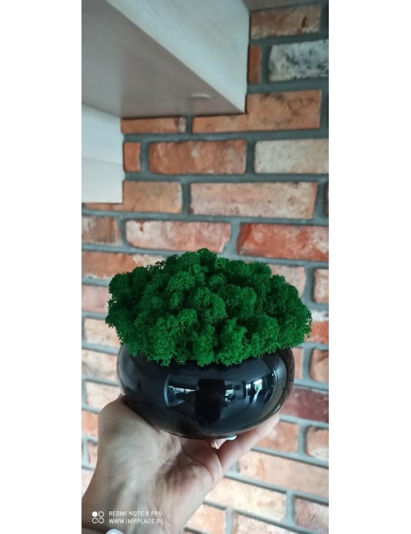 Misa, doniczka z chrobotkiem