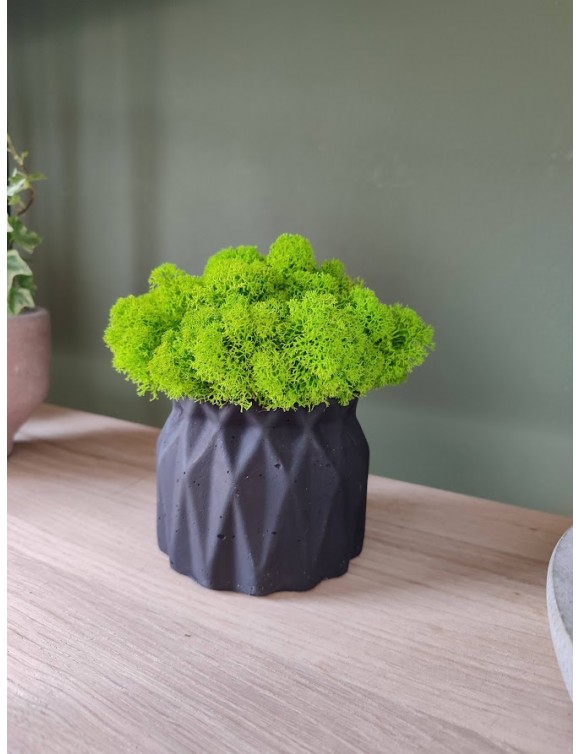 Betoniczka z mchem wysokość 17cm
